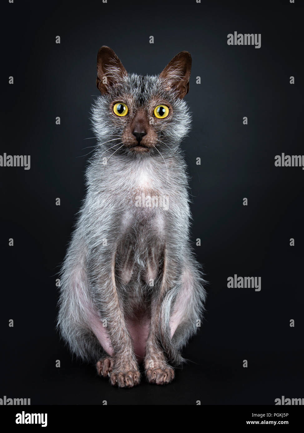 Cool Lykoi werewolf cat sitting up facing front looking very ...