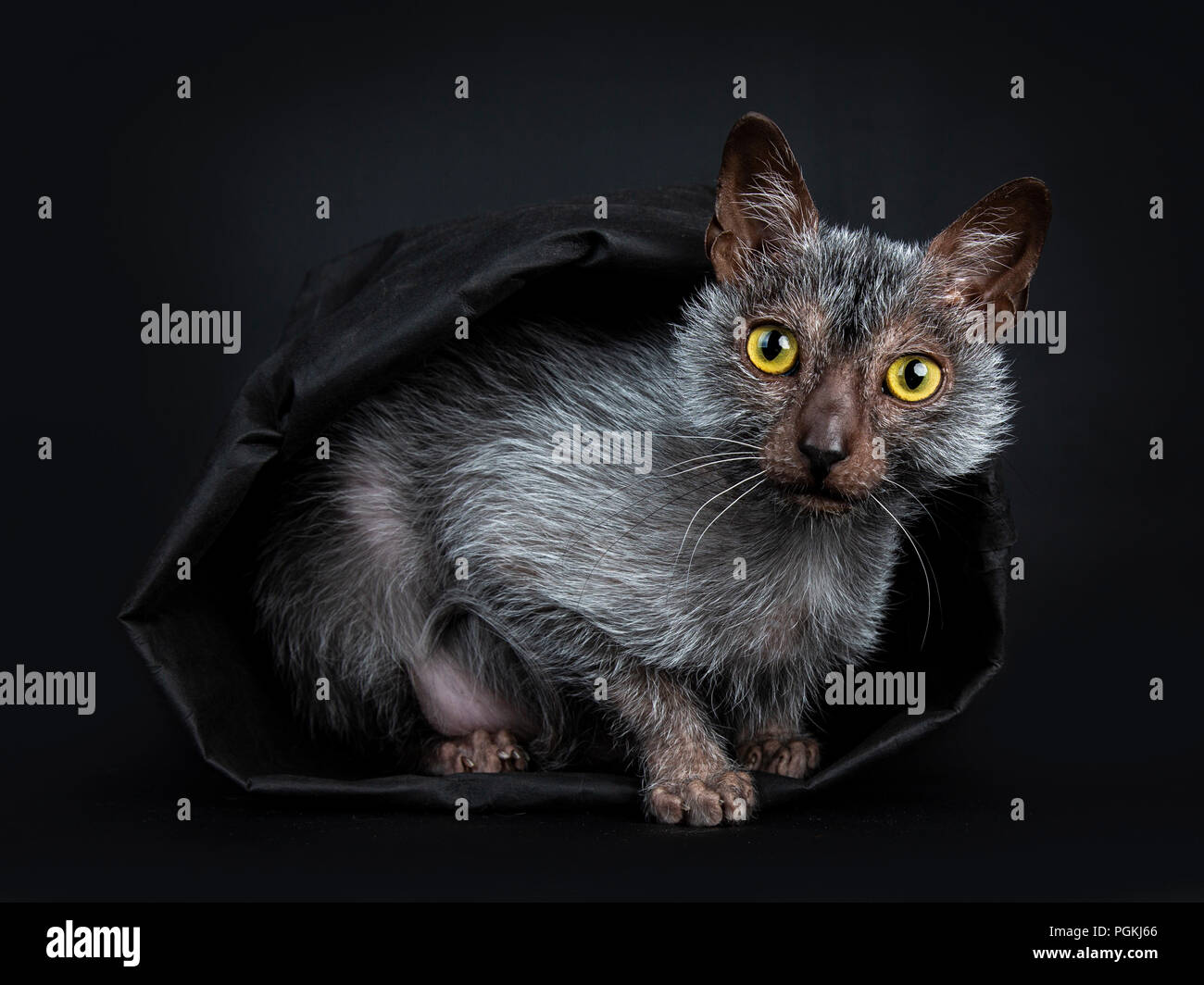 Cool Lykoi werewolf cat sitting facing front in black paper bag looking ...