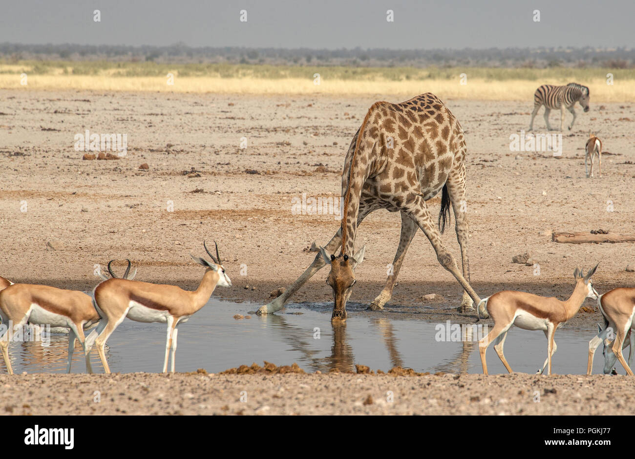 A giraffe leaning forward drinking at a relaxed Etosha Waterhole with ...