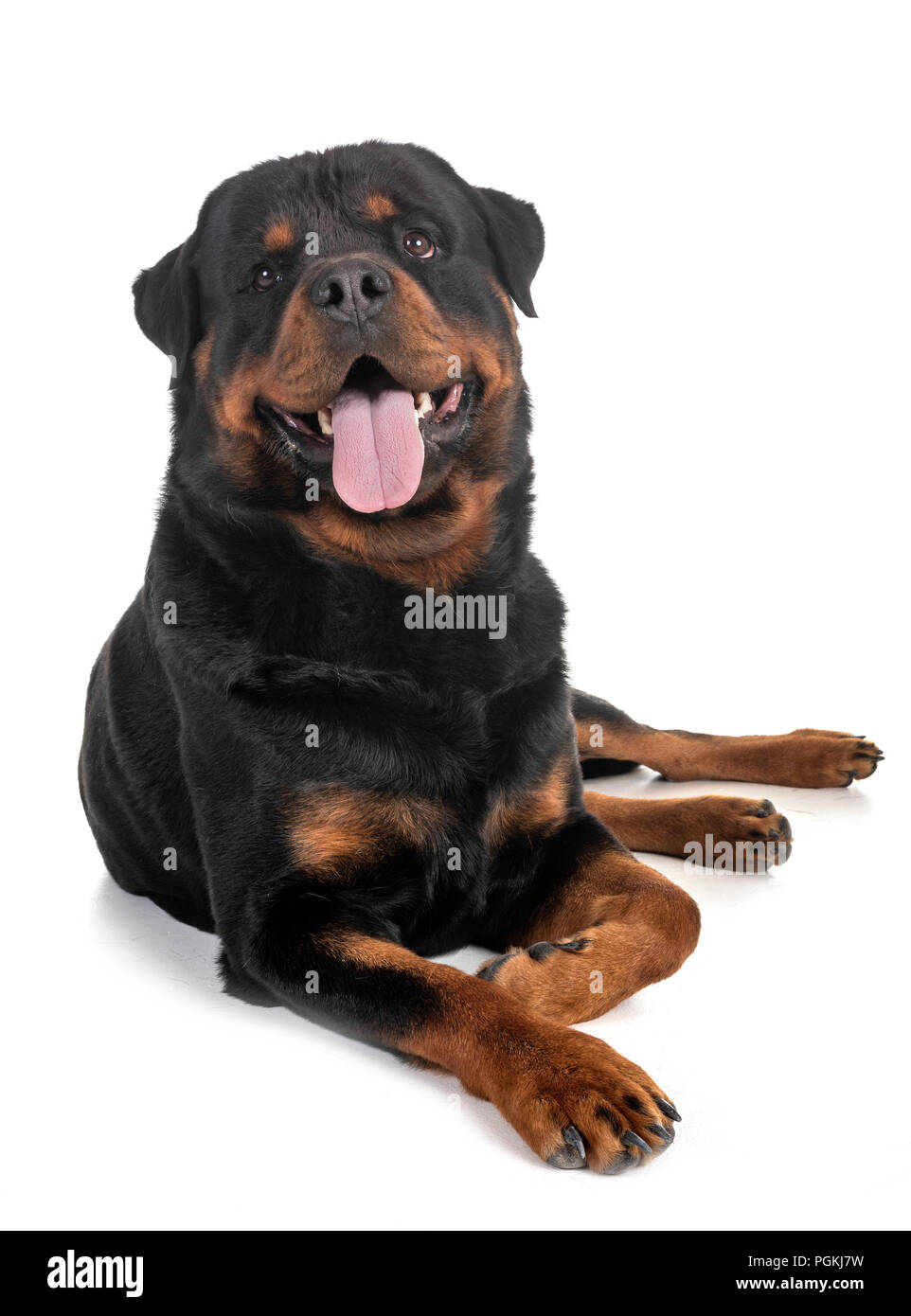 purebred rottweiler in front of white background Stock Photo - Alamy