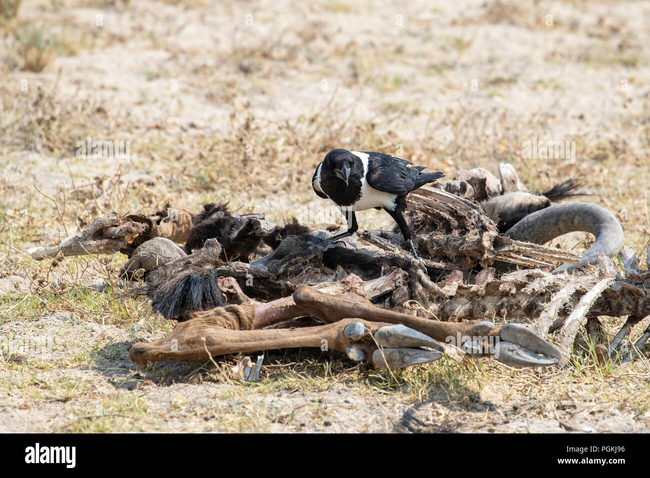 Wildebeest skeleton hi-res stock photography and images - Alamy