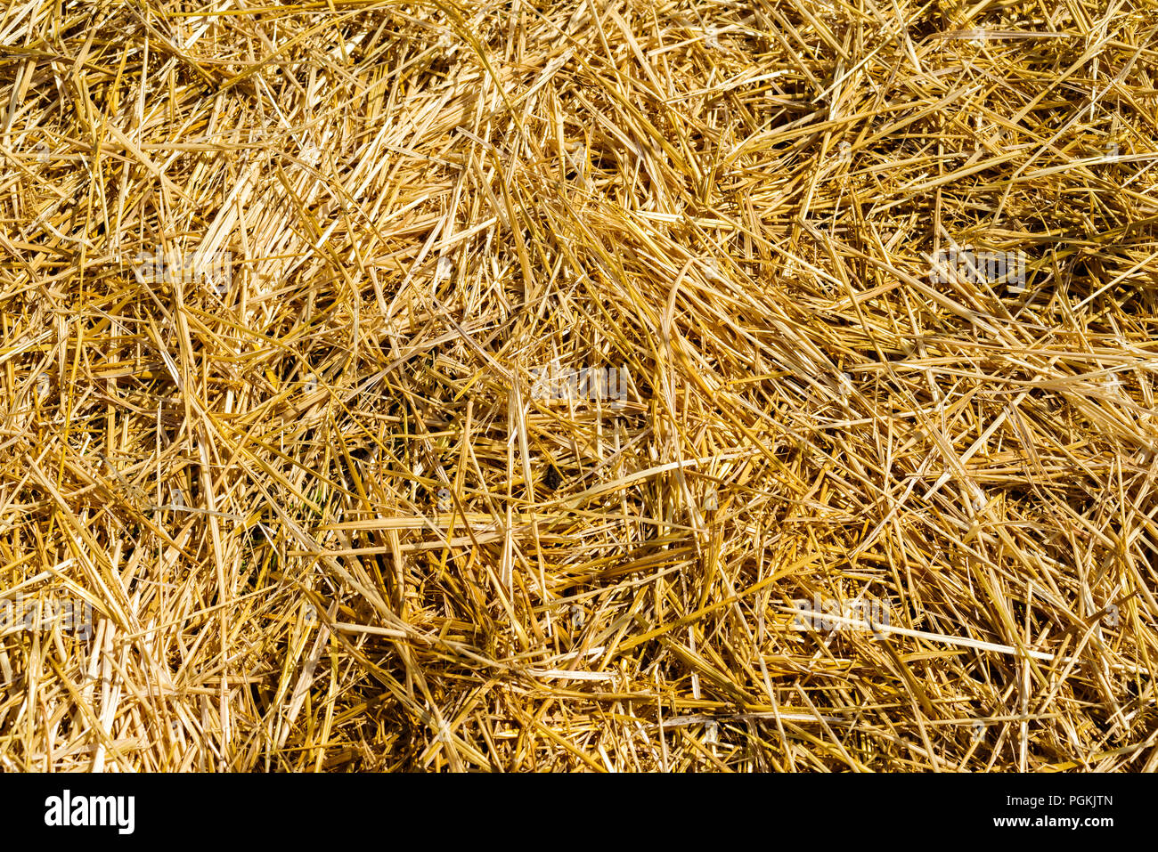 homemade hay of yellow color Stock Photo - Alamy