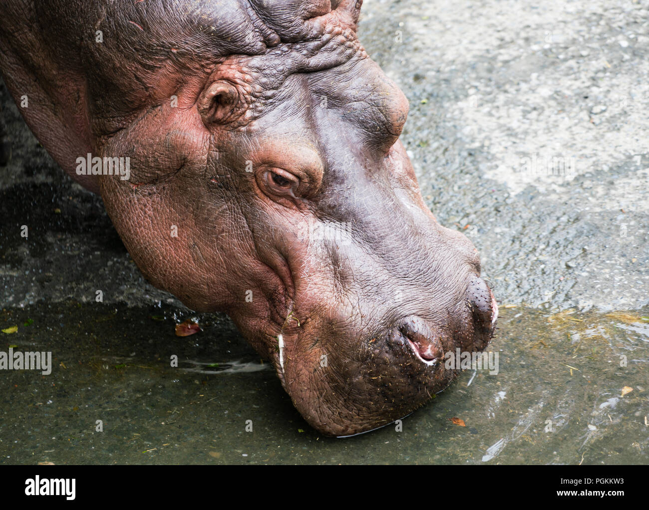 Hippo species hi-res stock photography and images - Alamy