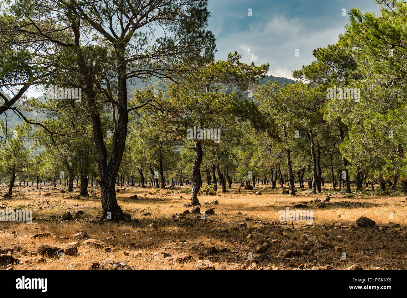 An ancient track hi-res stock photography and images - Alamy