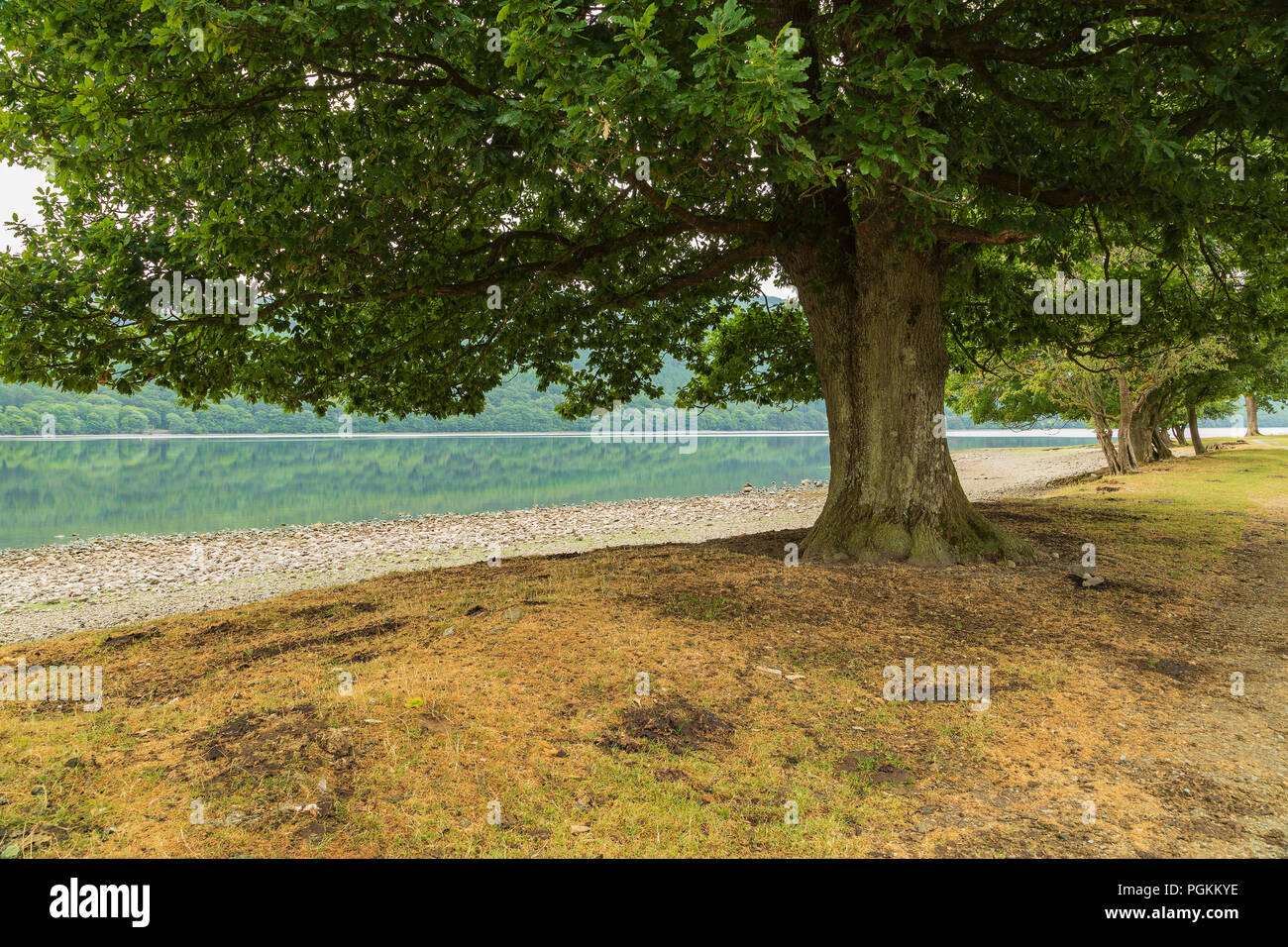 Mighty oak tree hi-res stock photography and images - Alamy