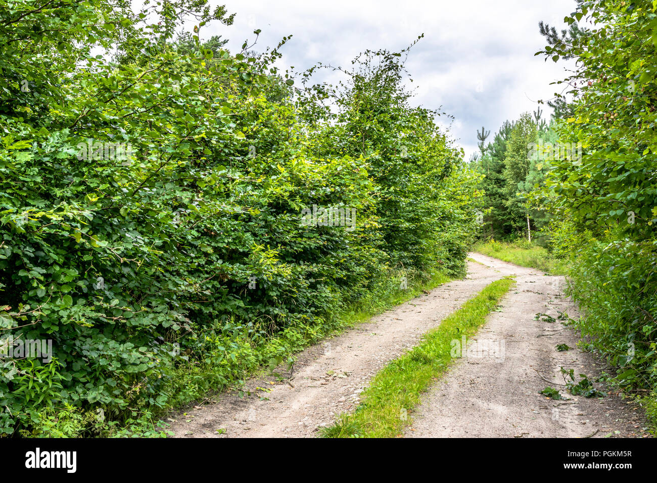 Path through green forest in spring, landscape Stock Photo - Alamy