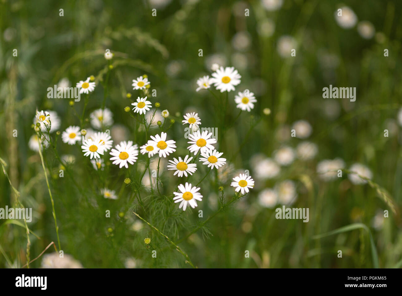 Camomile white flower on meadow hi-res stock photography and images - Alamy