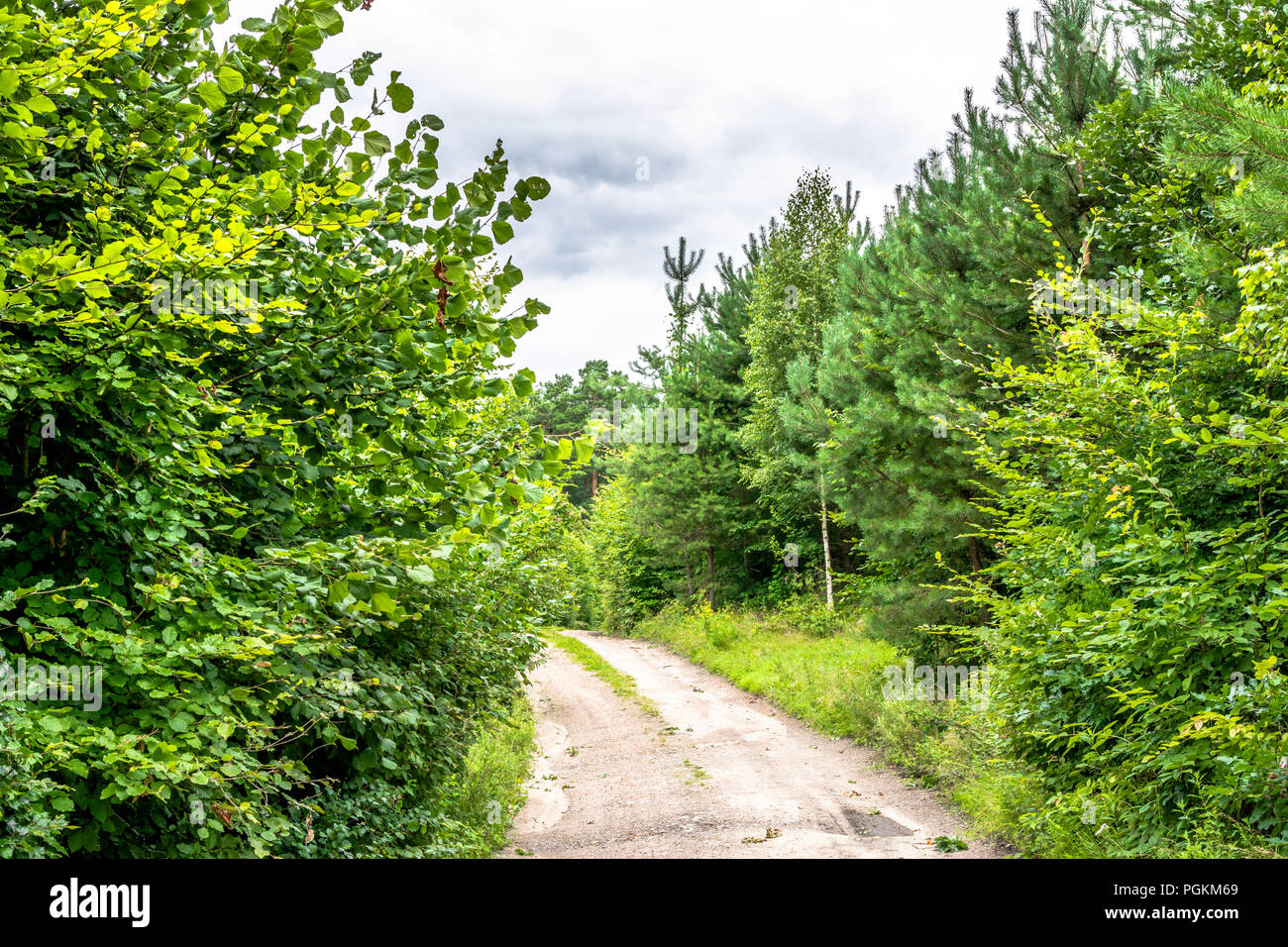 Path through green forest in spring, landscape Stock Photo - Alamy