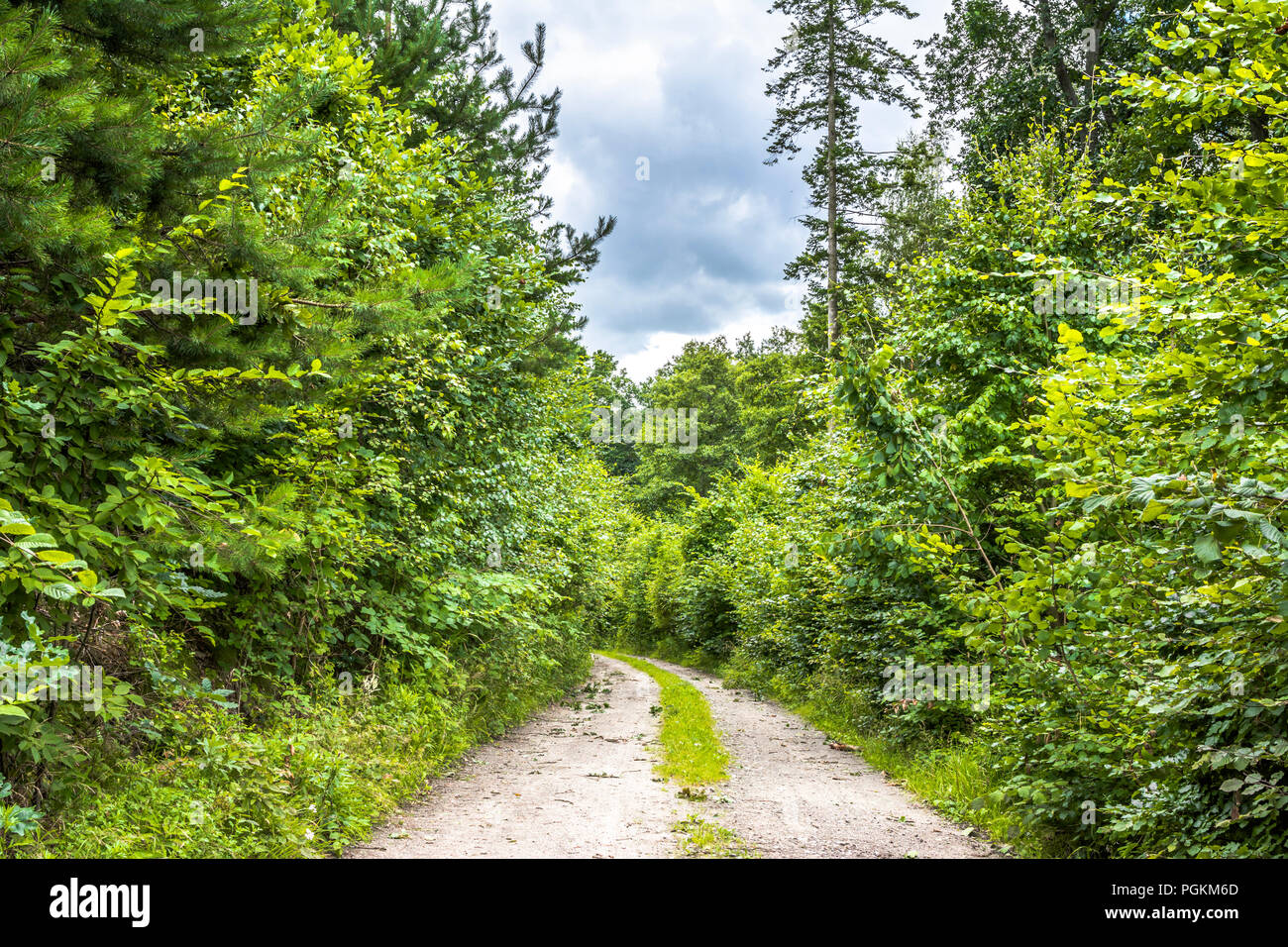 Path through green forest in spring, landscape Stock Photo - Alamy
