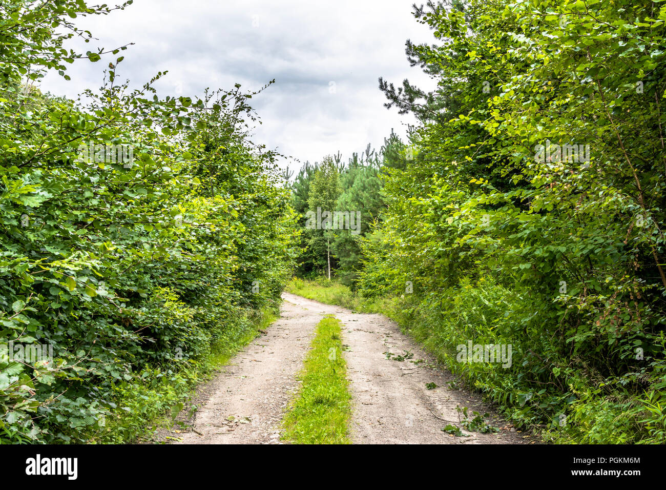 Path through green forest in spring, landscape Stock Photo - Alamy