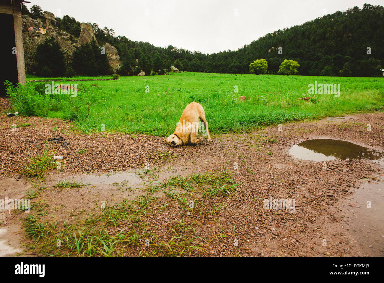 Creel, Chihuahua, Mexico. Creel station, is a population of the Mexican ...