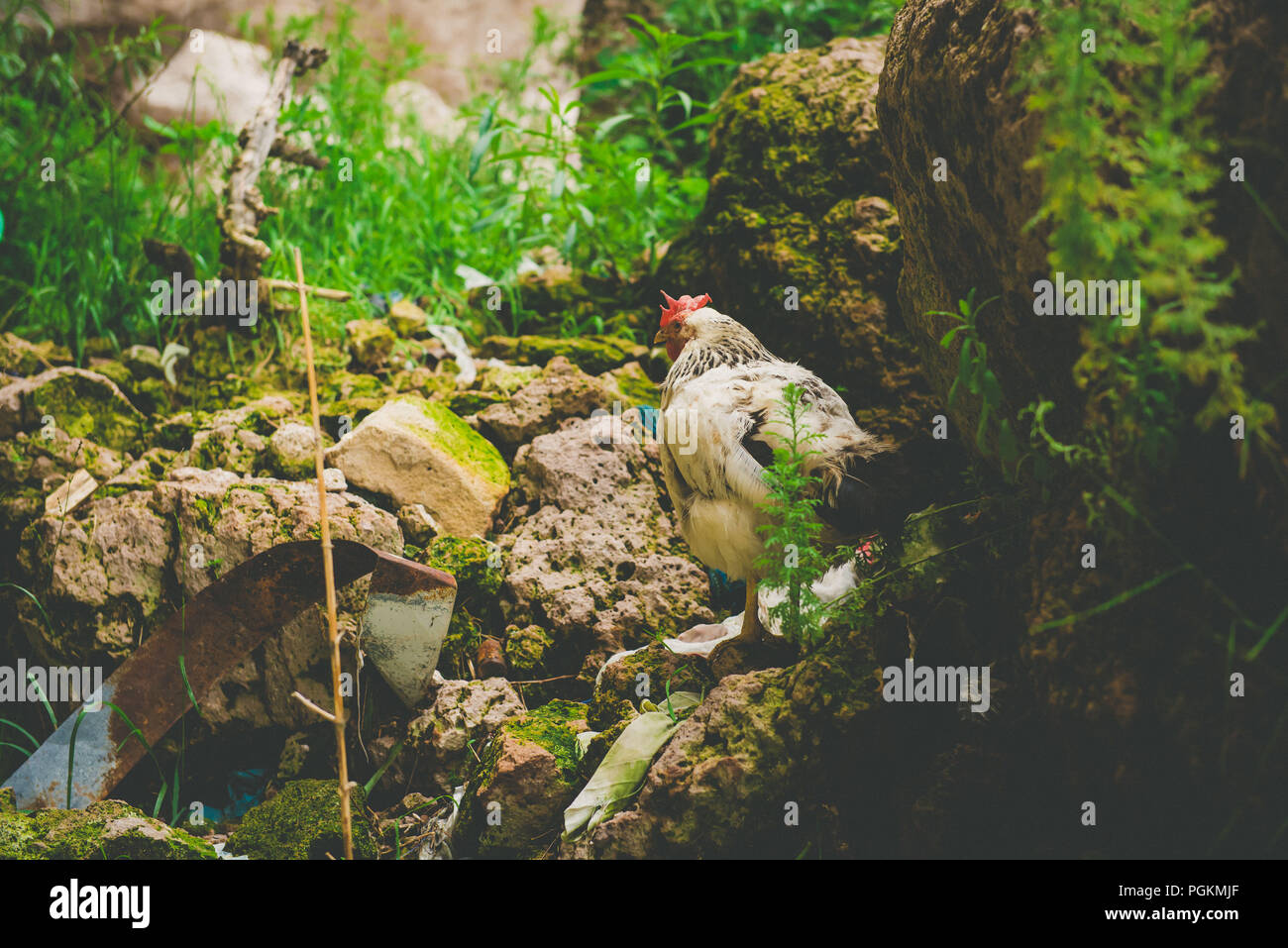 Creel, Chihuahua, Mexico. Creel station, is a population of the Mexican ...