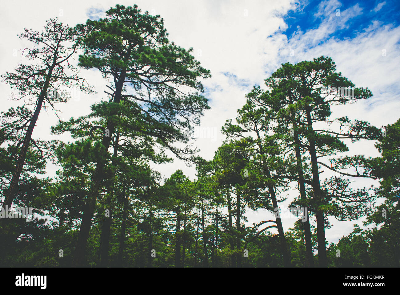 Creel, Chihuahua, Mexico. Creel station, is a population of the Mexican ...