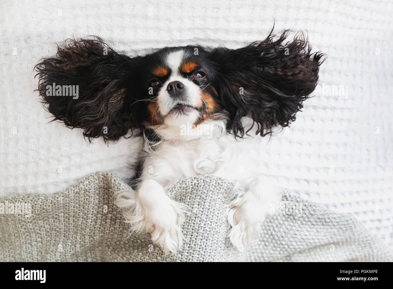 Portrait of a dog, cavalier spaniel sleeping in the bed under the ...