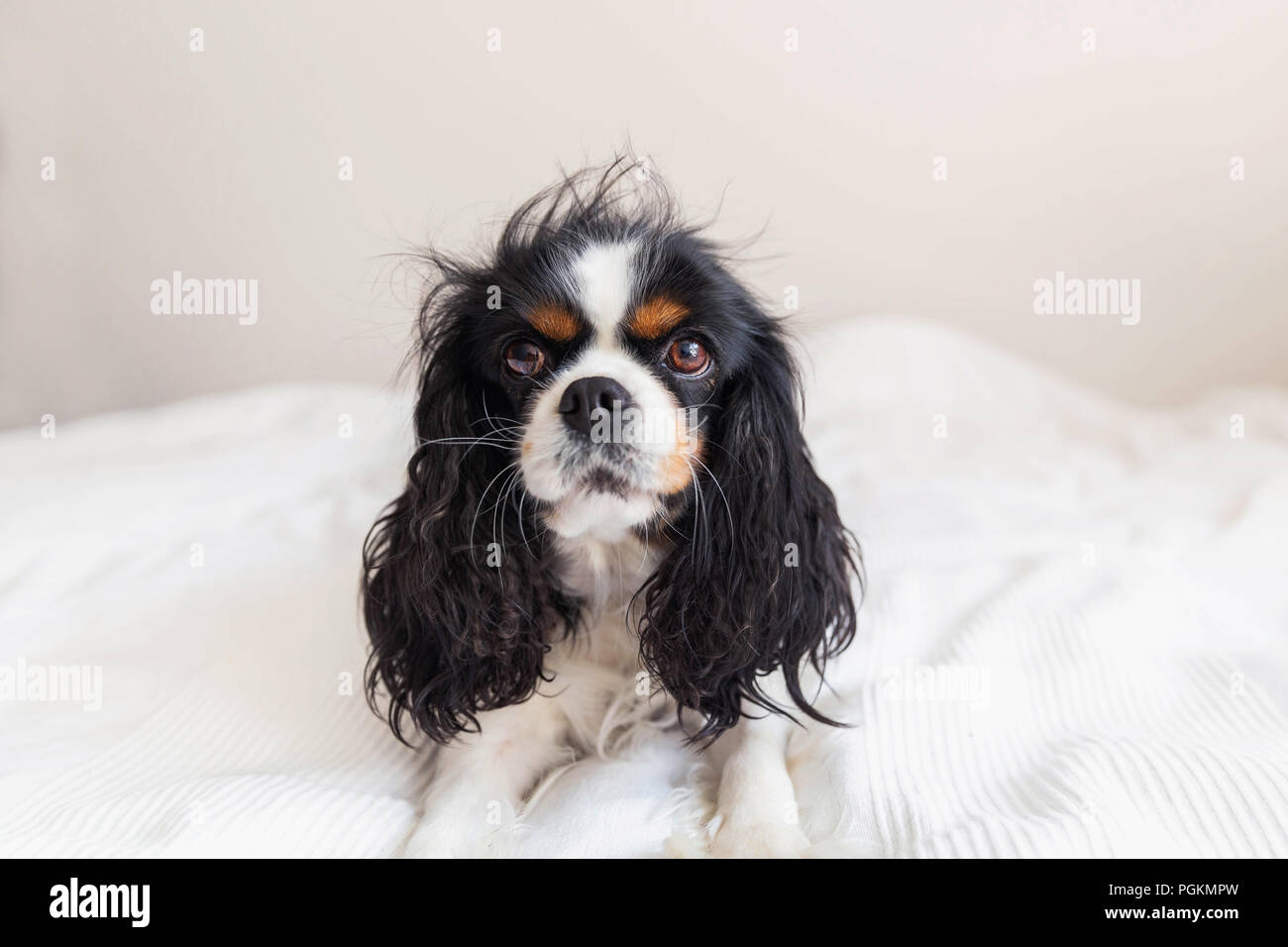 Messy hair dog hi-res stock photography and images - Alamy