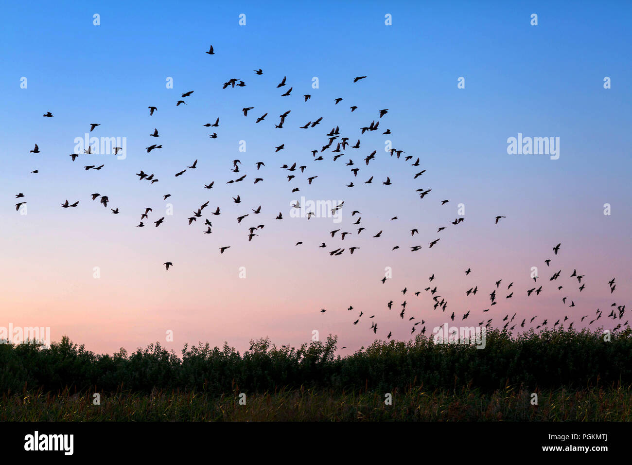 Flock of birds flying over the field in susnet light Stock Photo - Alamy