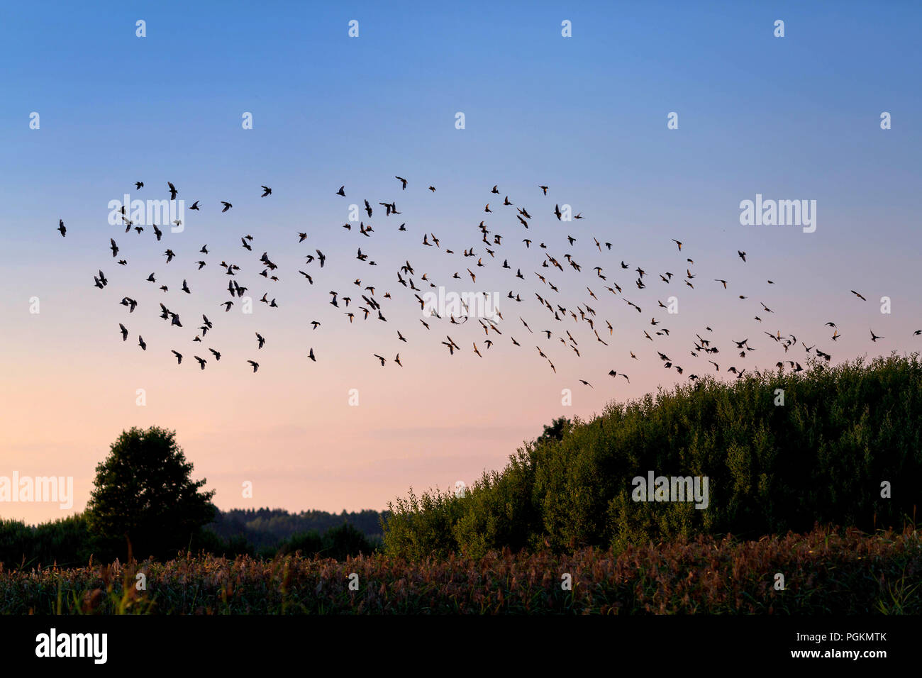 Flying over the field hi-res stock photography and images - Alamy