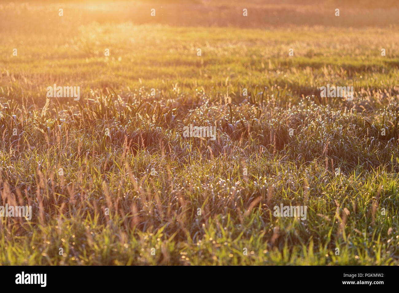 Soft warm sunset glow over the meadow Stock Photo - Alamy