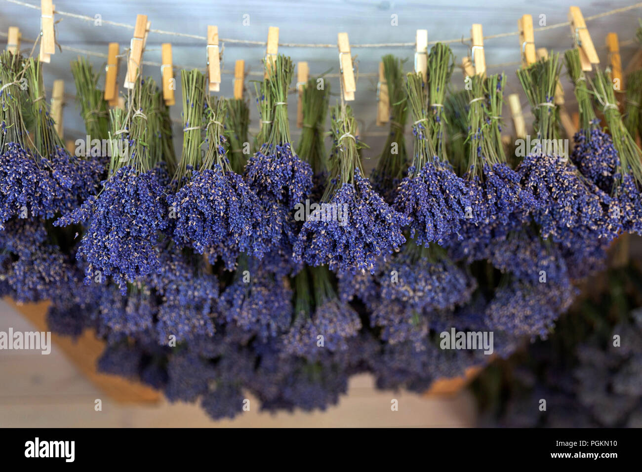 Hanging lavender bunches hi-res stock photography and images - Alamy