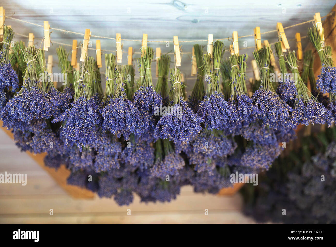 Hanging lavender bunches hi-res stock photography and images - Alamy