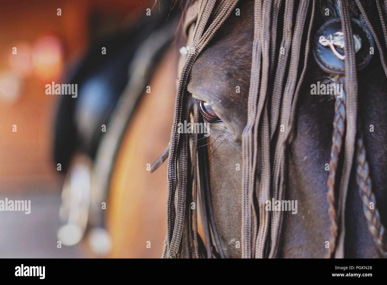 Closeup of beautiful horse head in bridle, ready to ride Stock Photo ...
