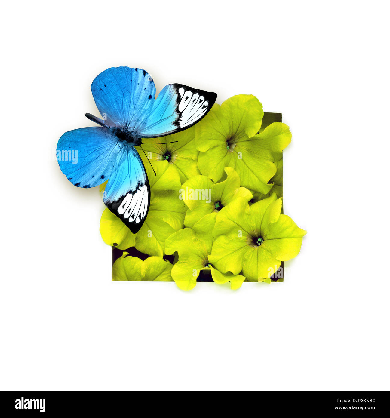 Blue butterfly and flower isolated on white background. Beautiful ...