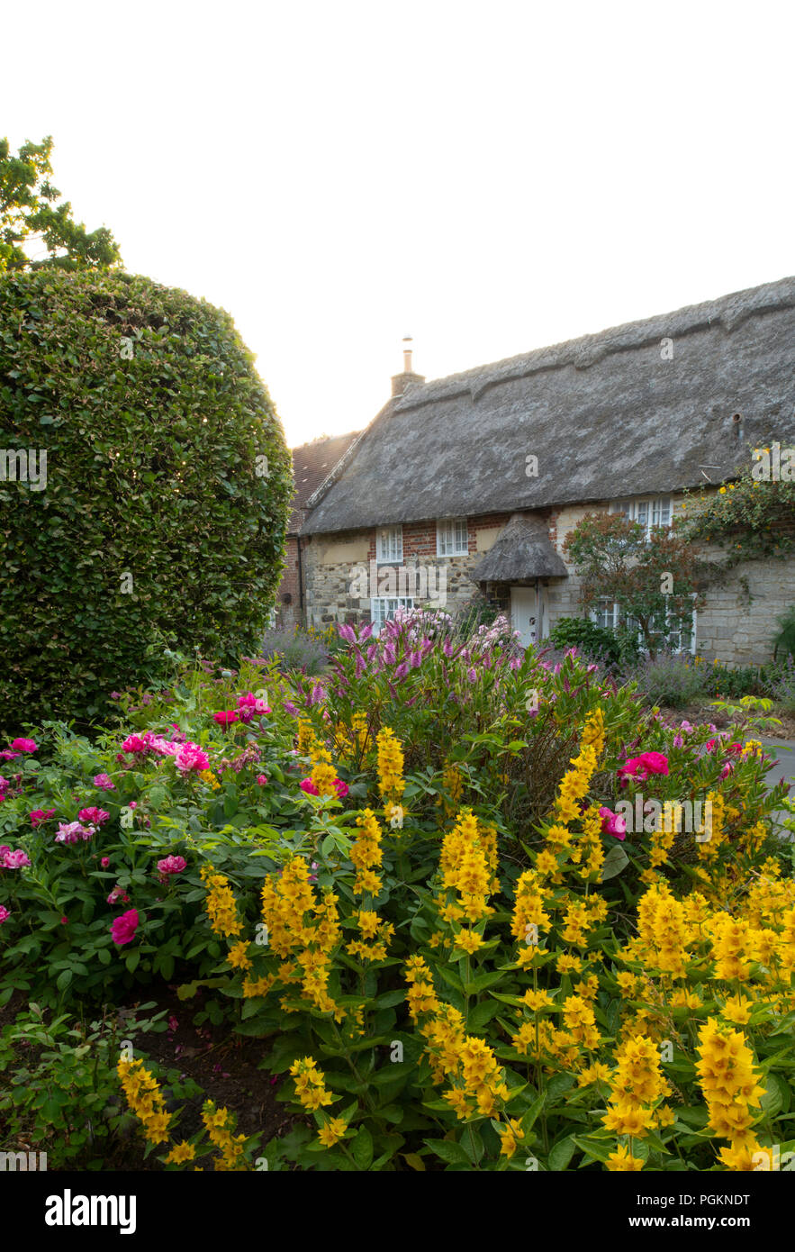 Loosestrife and Rosa mundi growing in front of a thatched cottage in ...