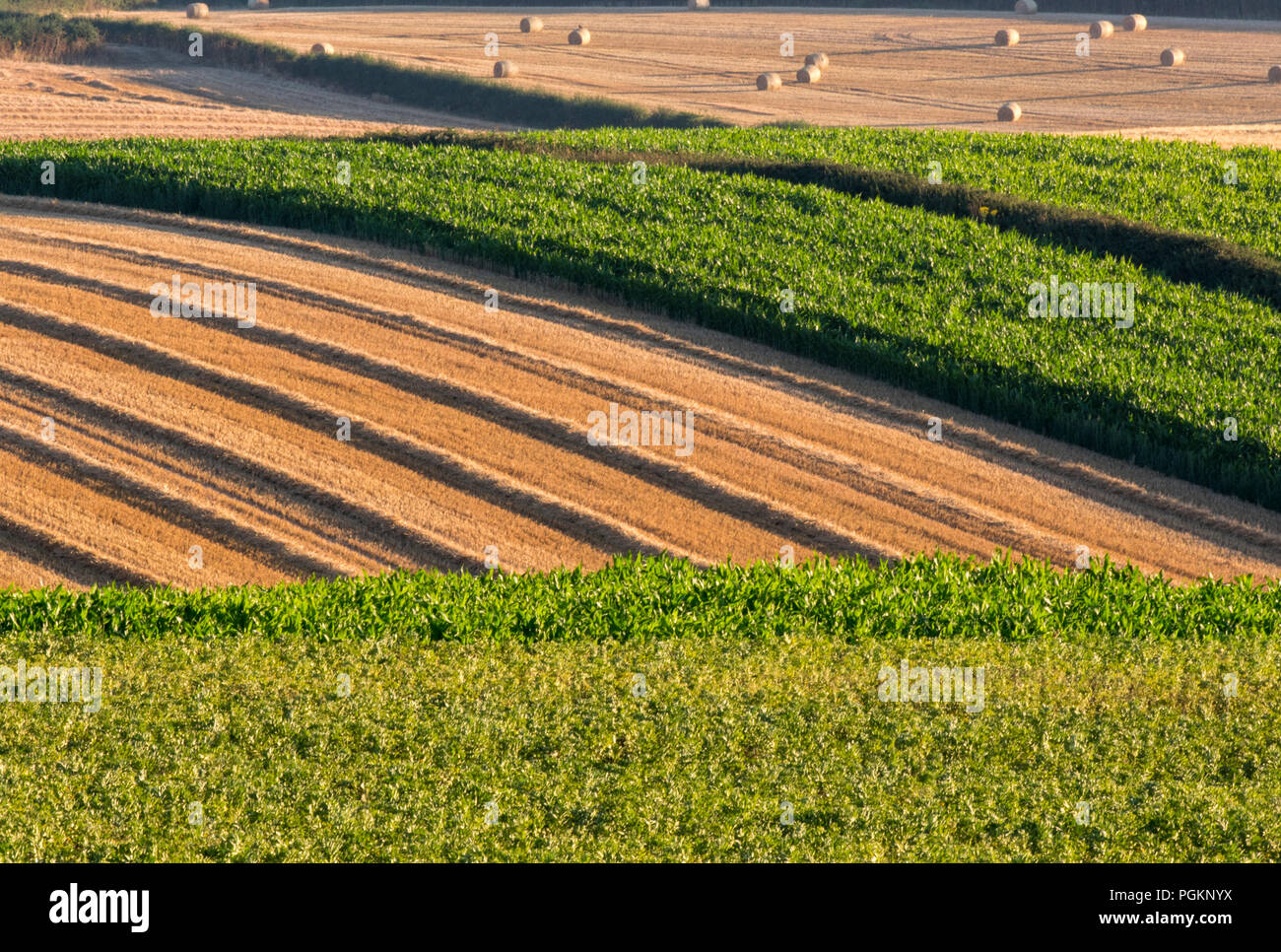 field system of cultivated farmland in the countryside growing crops ...