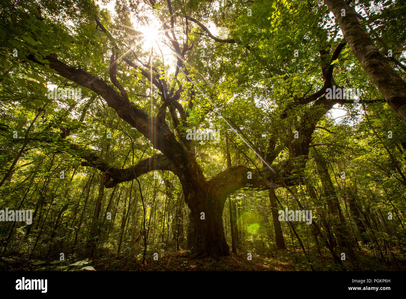 A majestic old oak tree thrives in the deep woods near Savannah Georgia ...