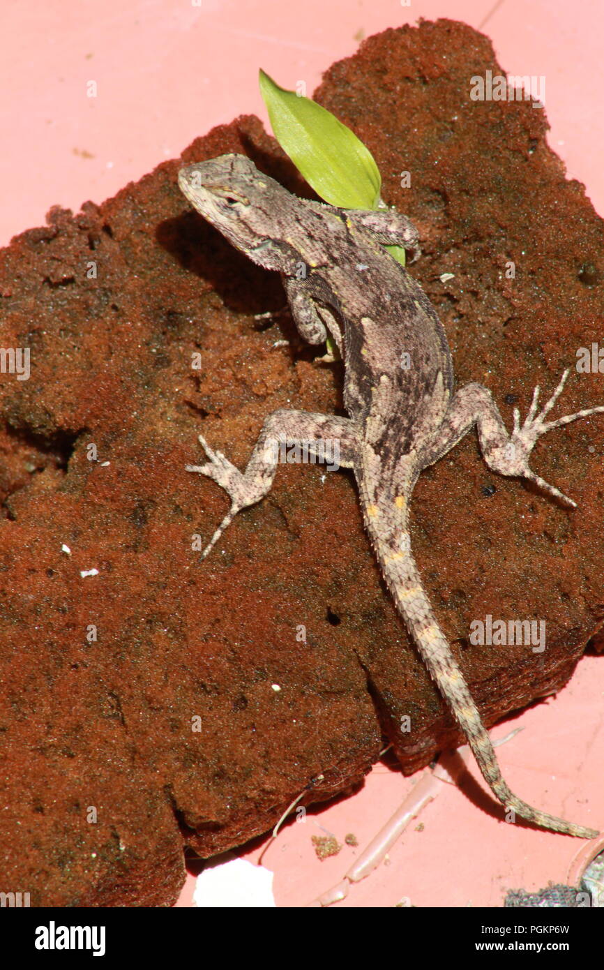 Reptilian fauna hi-res stock photography and images - Alamy