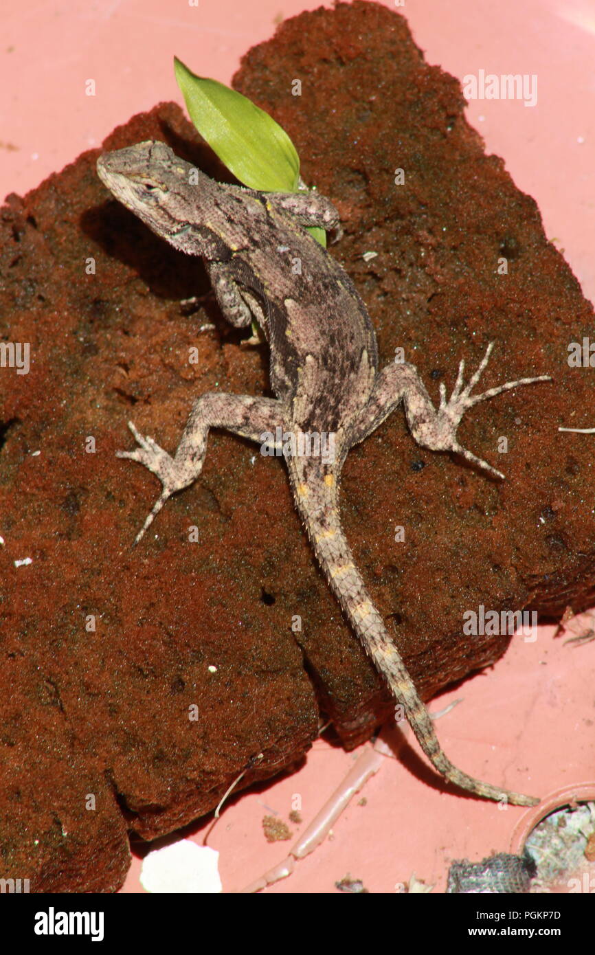Reptilian fauna hi-res stock photography and images - Alamy