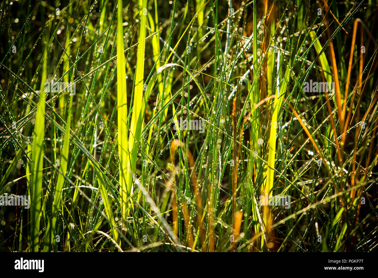 Wet grasses around a small pond in southeast Georgia Stock Photo - Alamy