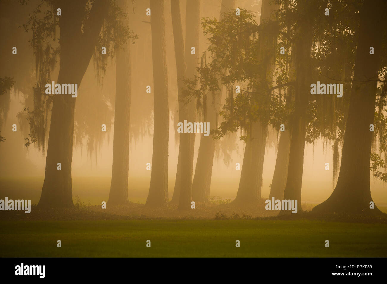 Early morning fog sets in around pine trees in southeast Georgia Stock ...