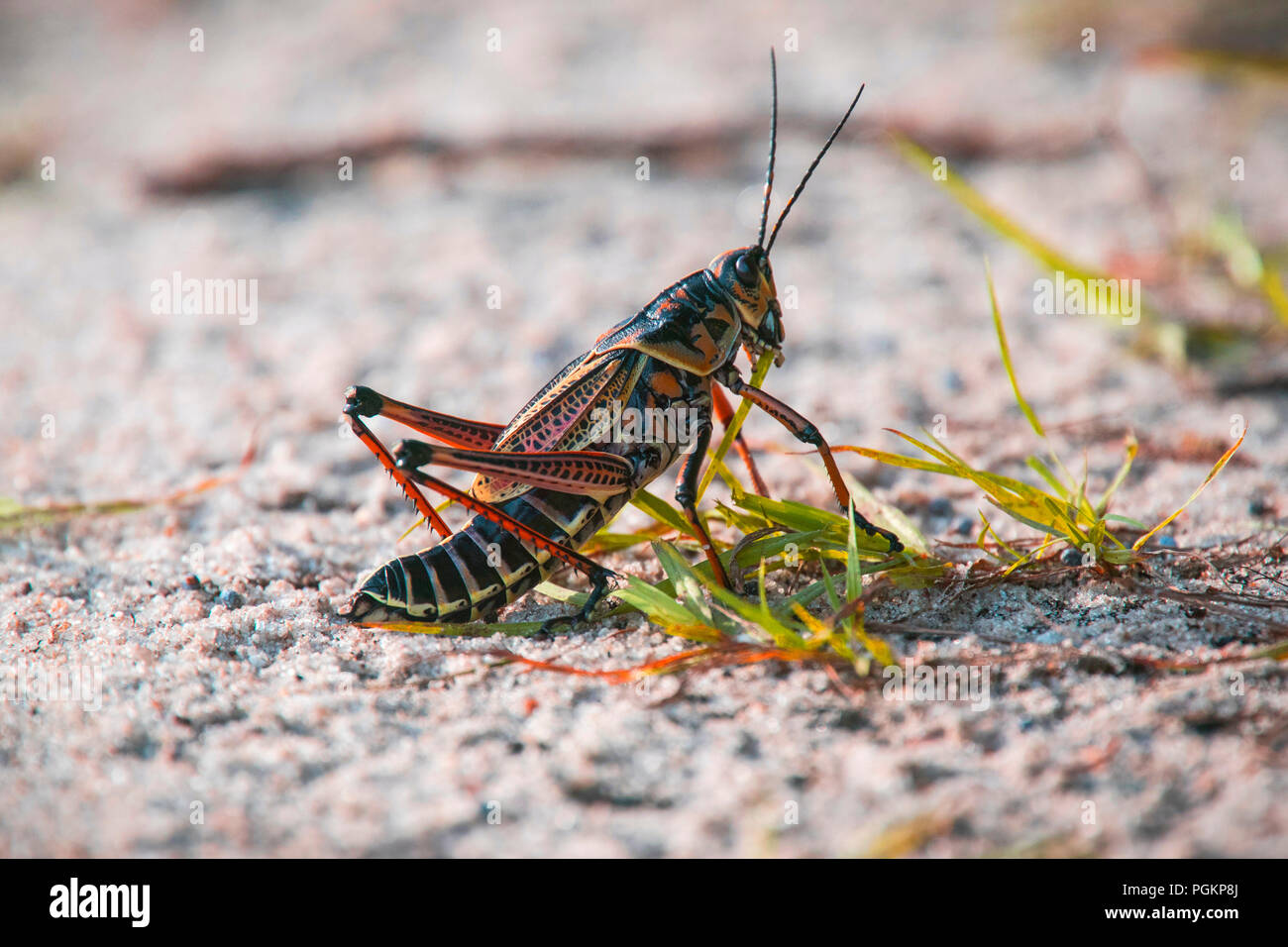 A grass hopper looks for a early morning meal in south east Georgia ...