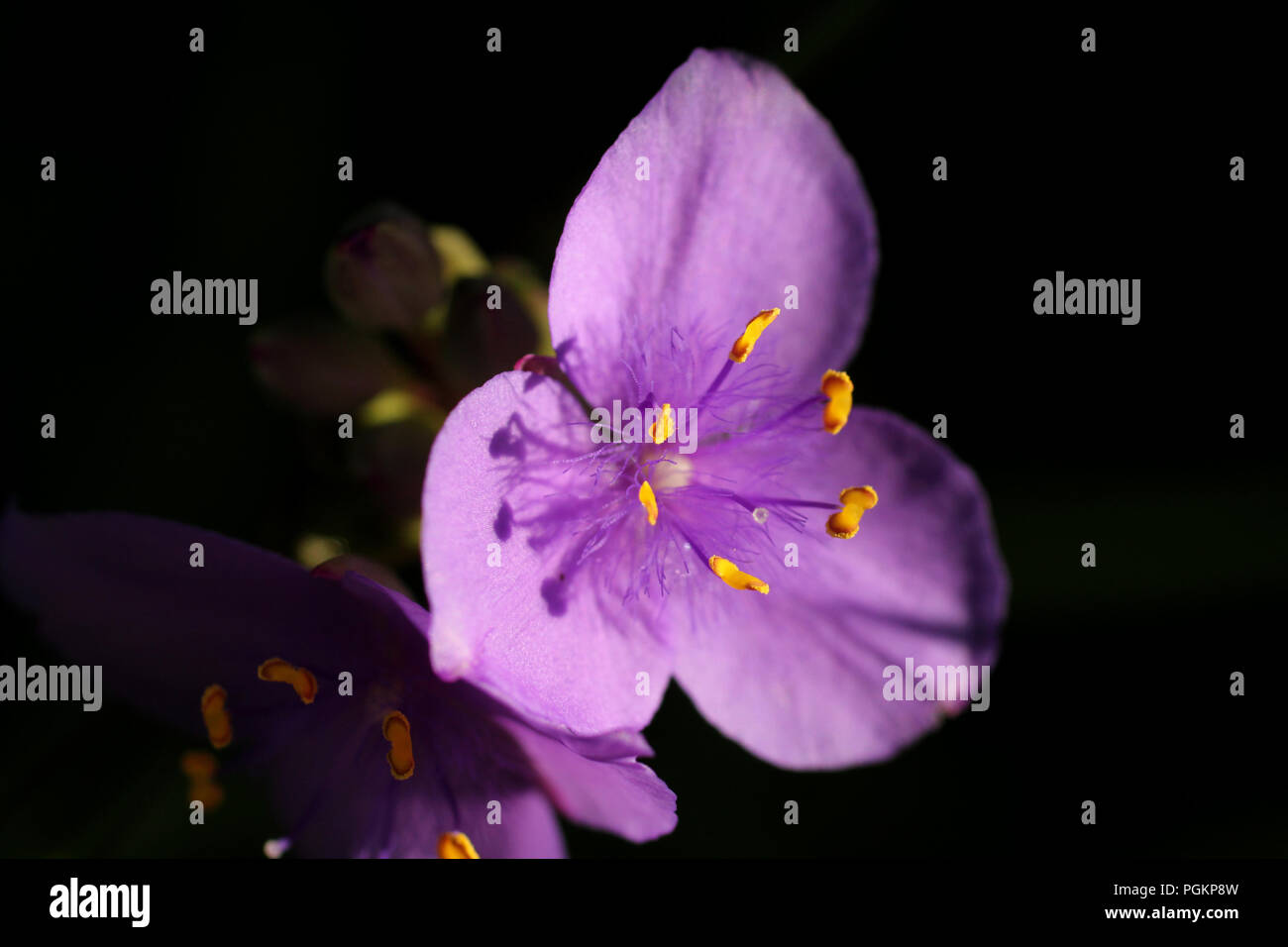 Purple flower growing in a small garden outside Savannah, Georgia Stock ...