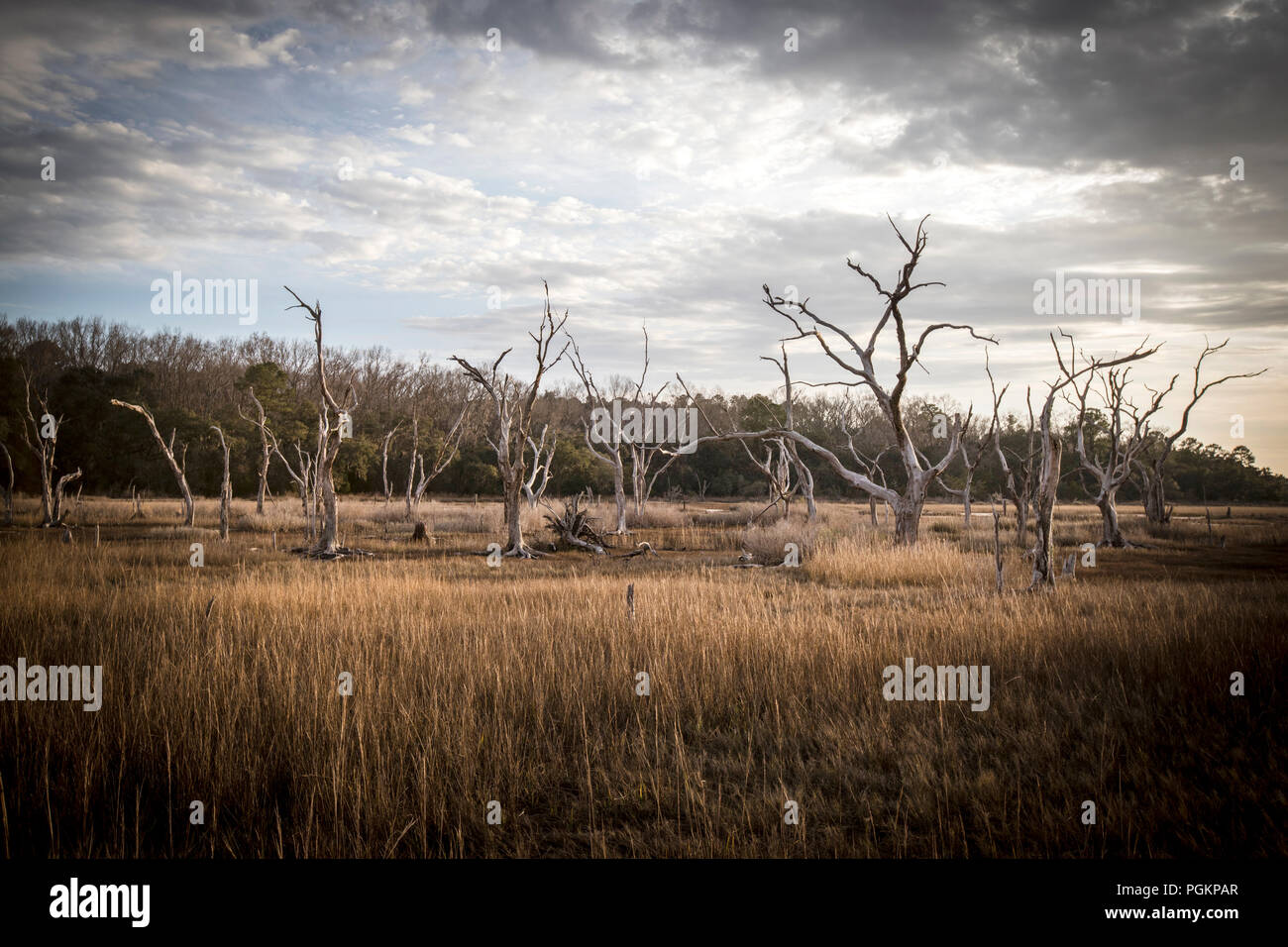 Land plants hi-res stock photography and images - Alamy