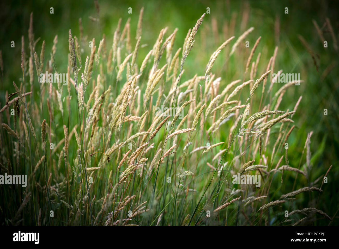Wild grass blowing in the wind Stock Photo - Alamy