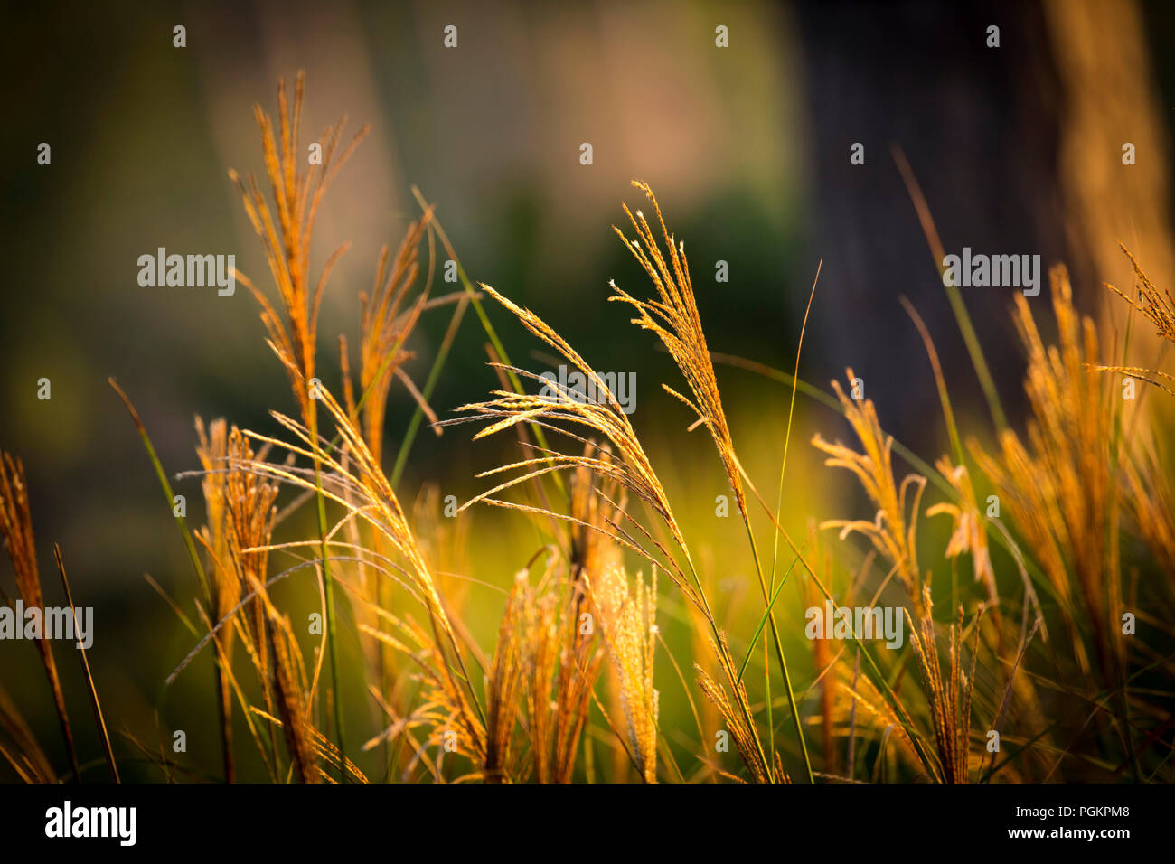 Wild grasses grow in the Georgia low country Stock Photo - Alamy
