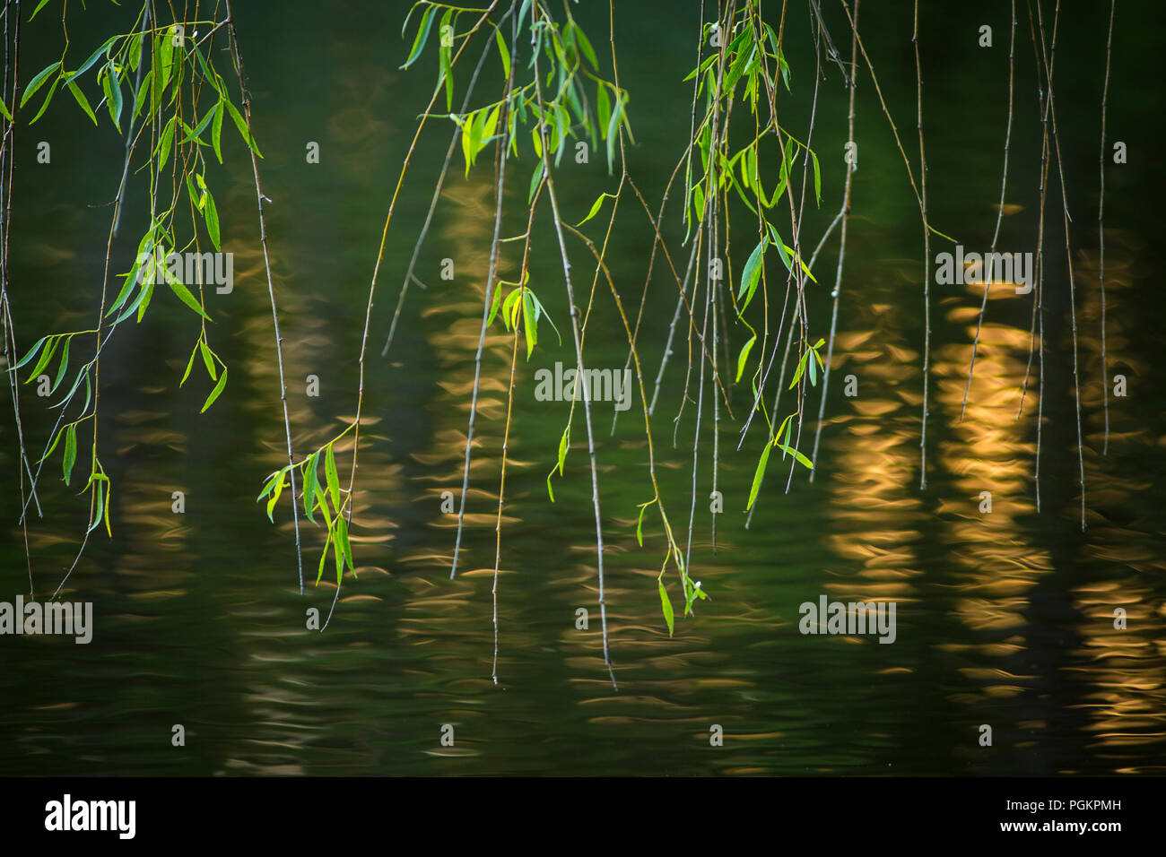A willow tree beside a small lake at sunset in southeast Georgia Stock ...