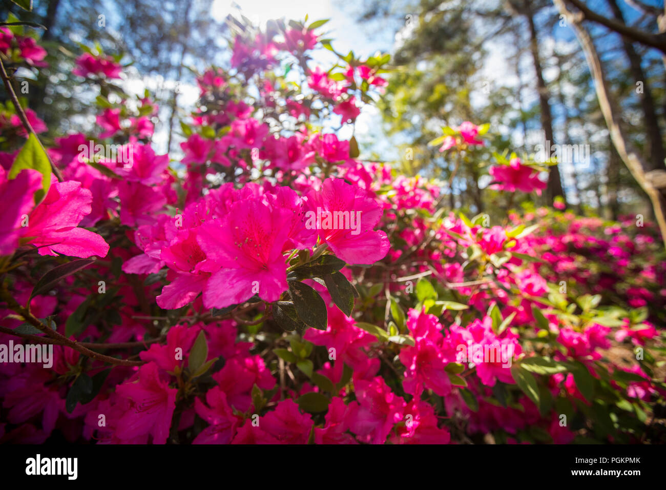 Azaleas growing wild in a Georgia forest Stock Photo - Alamy