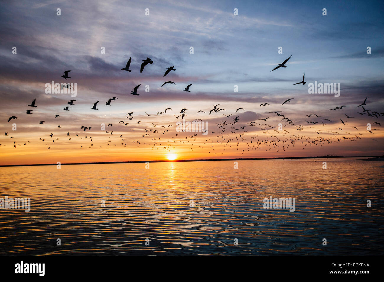 Birds flying sunset blue hi-res stock photography and images - Alamy