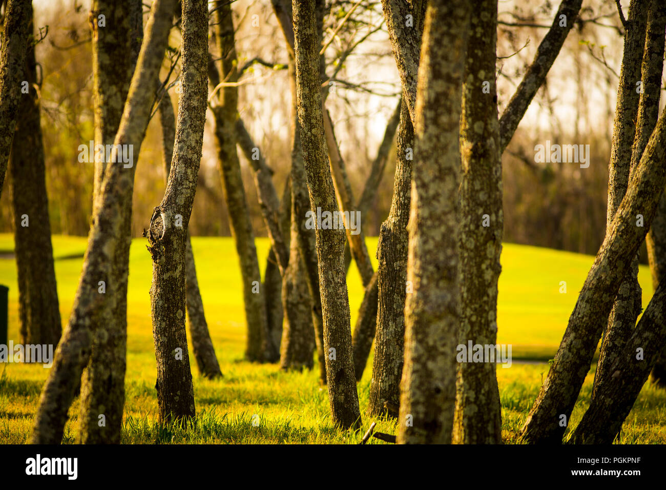 Trees in golden sunset light hi-res stock photography and images - Alamy