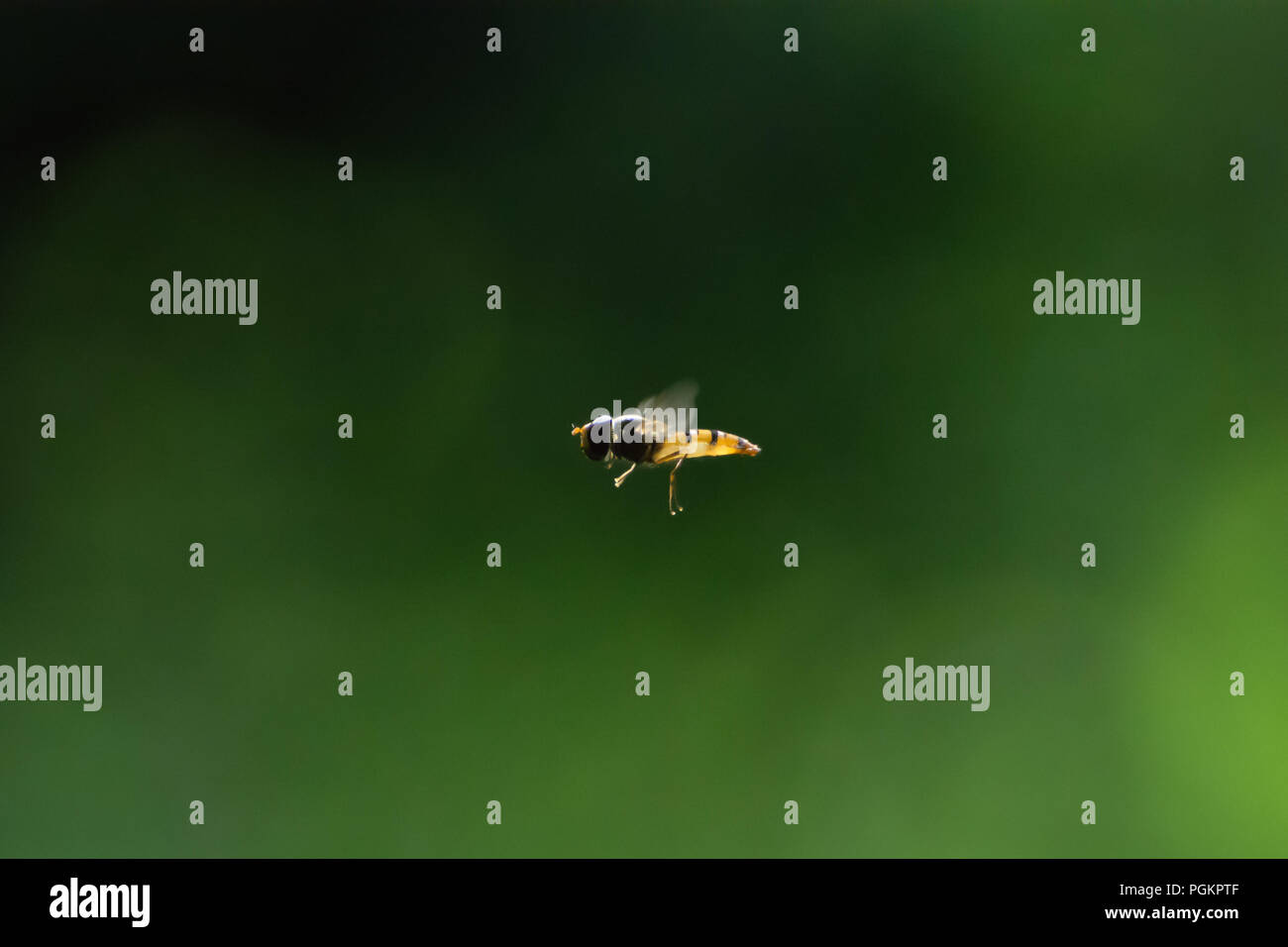 Flying insect wings flight hoverfly hi-res stock photography and images ...