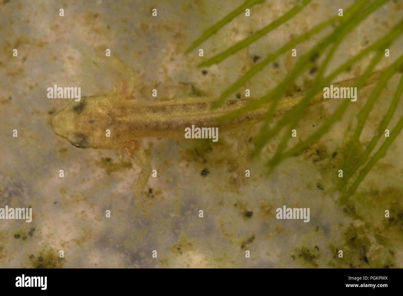 Baby newt hi-res stock photography and images - Alamy