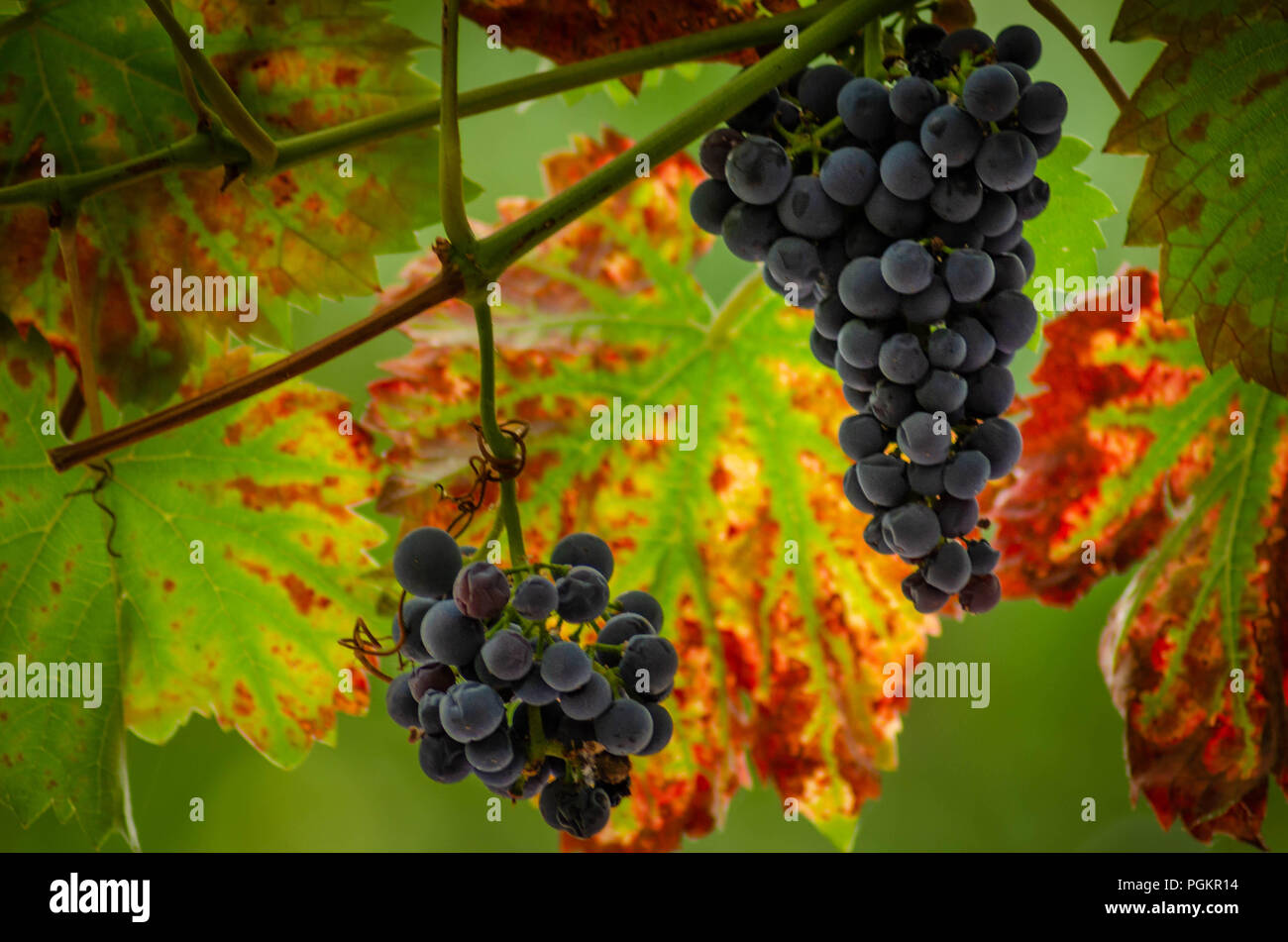 Harvest sun hi-res stock photography and images - Alamy