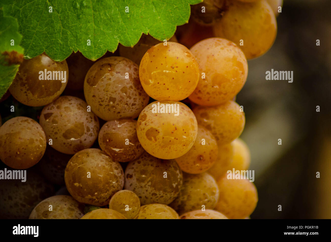 grapes on sun 4 Stock Photo - Alamy