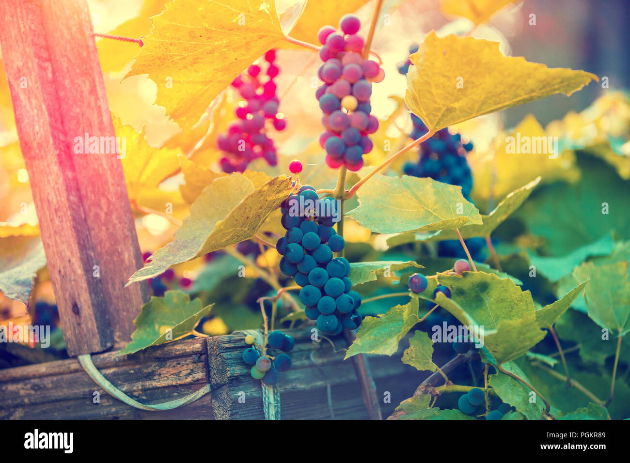 Grapes farming sun hi-res stock photography and images - Alamy