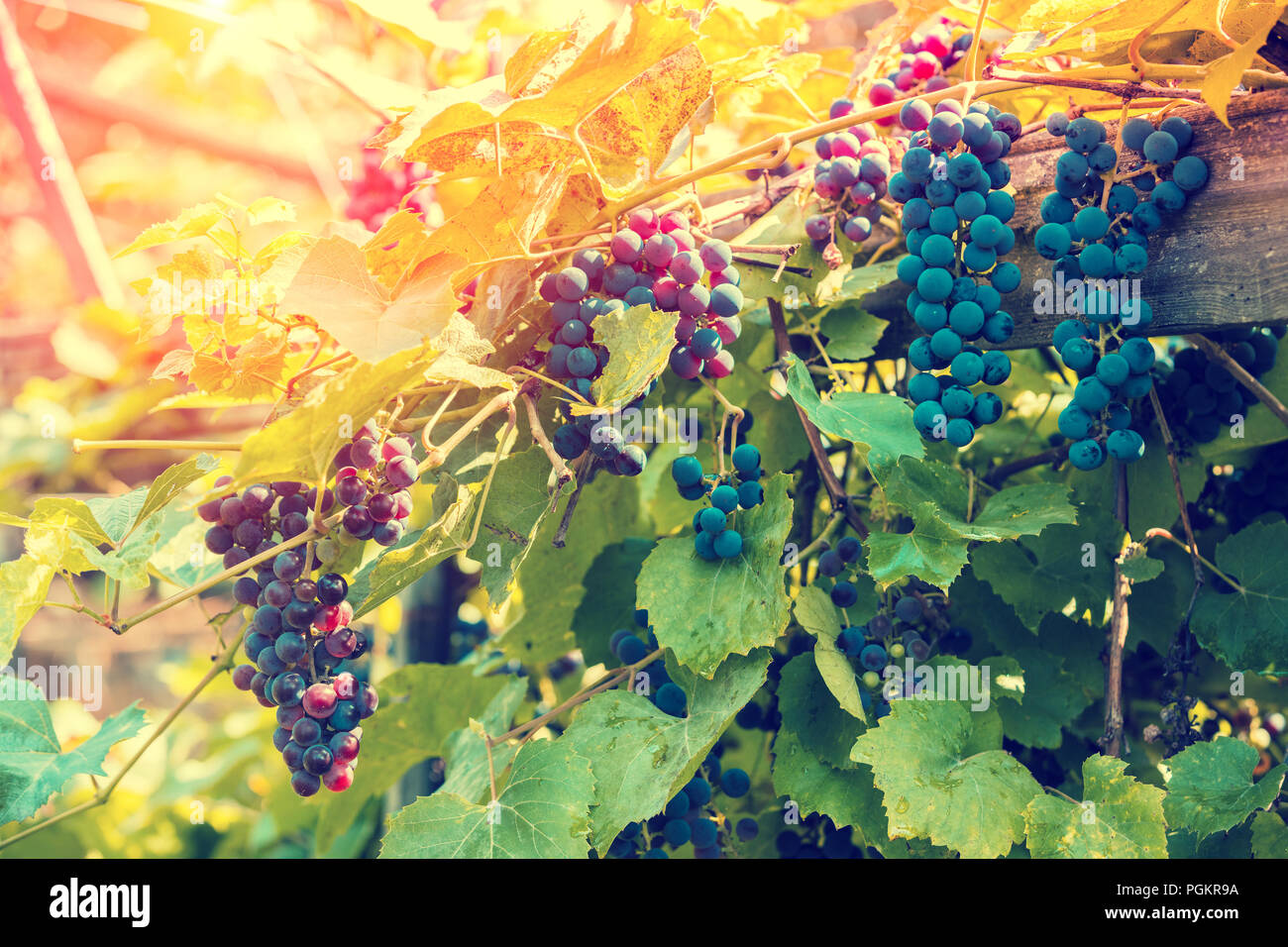 Grapes farming sun hi-res stock photography and images - Alamy
