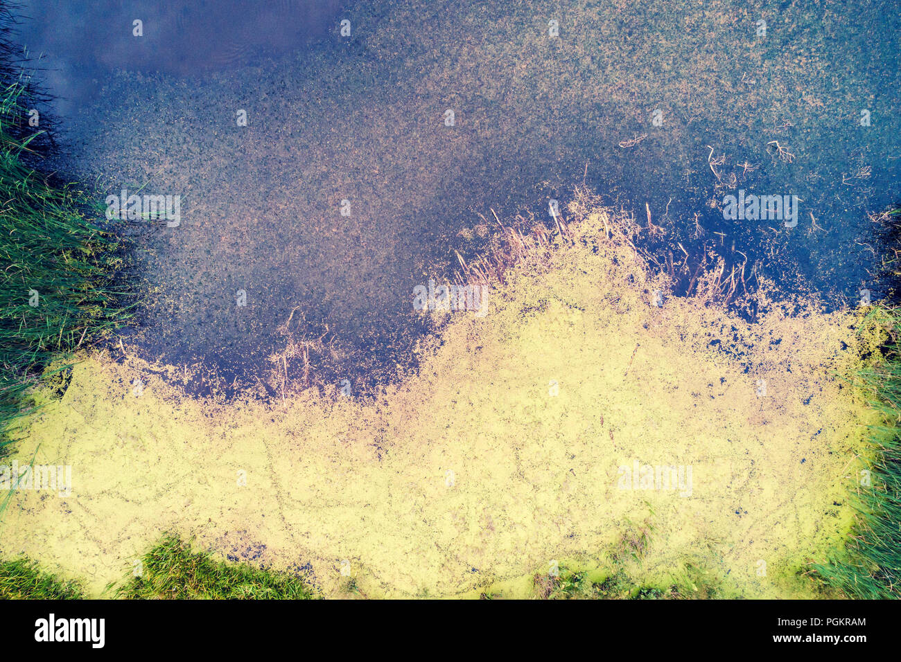 Natural abstract background. Wetland, bog surface Stock Photo - Alamy