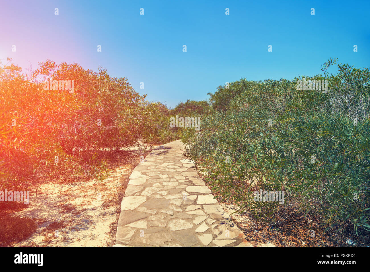 Beautiful sunny park path among hi-res stock photography and images - Alamy
